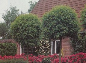 Salg af træer og planter i Søndersø